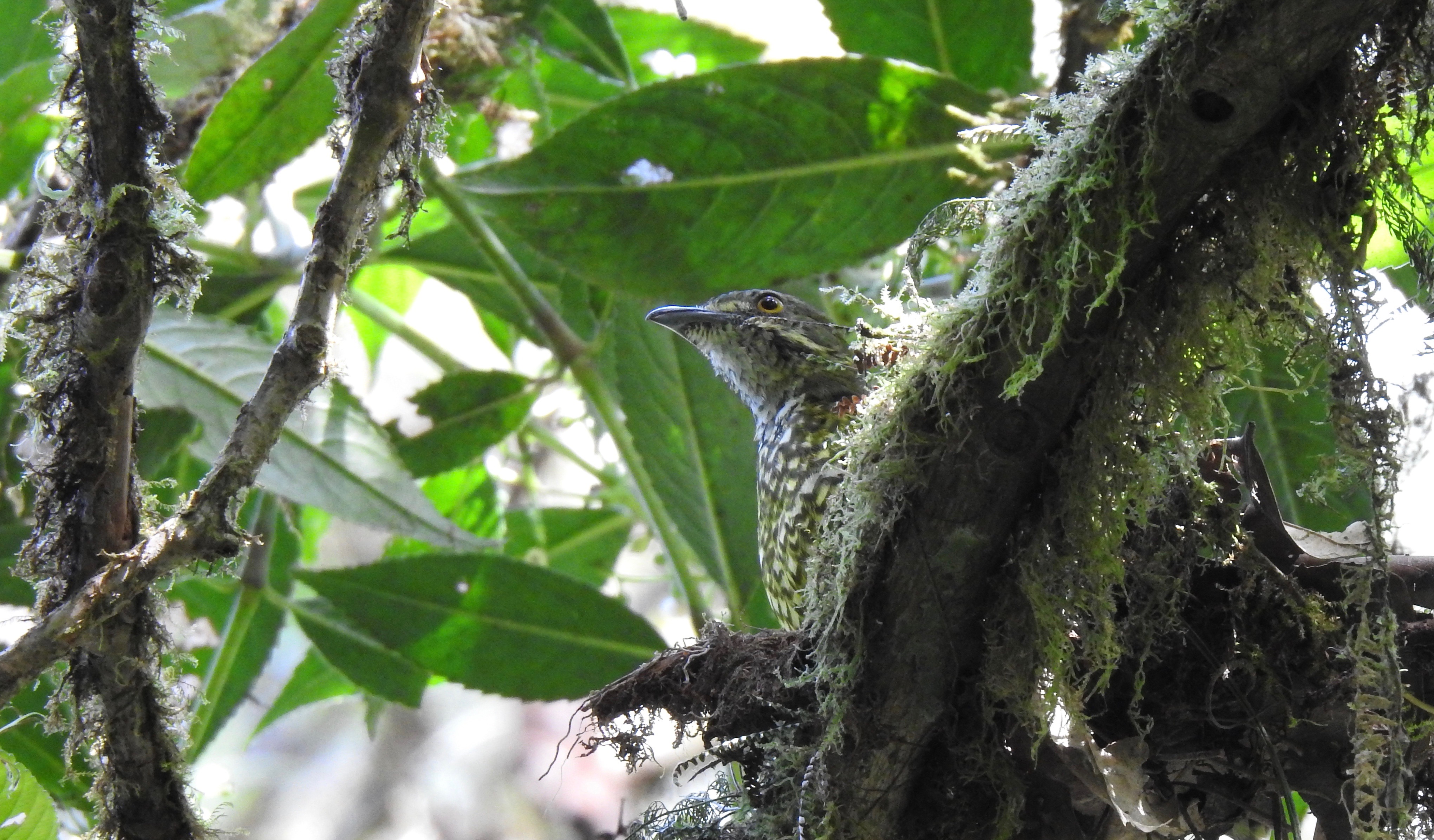 Searching for the Swainson’s Thrush and the Andean Solitaire | Reserva ...