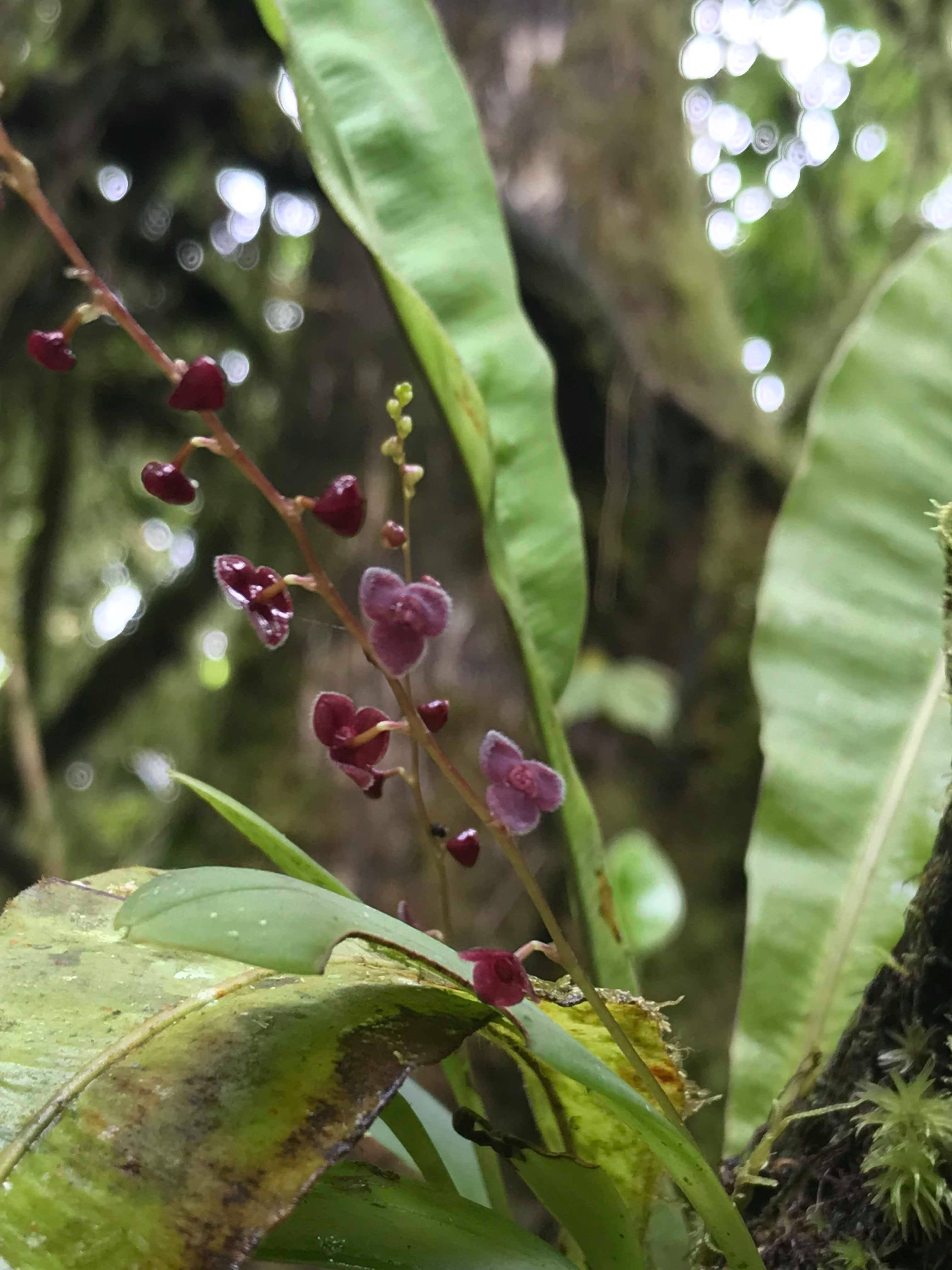 Orchid Hunters | Reserva Las Tangaras