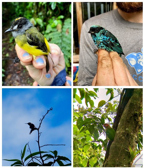 A Scientific Tidbit | Reserva Las Tangaras